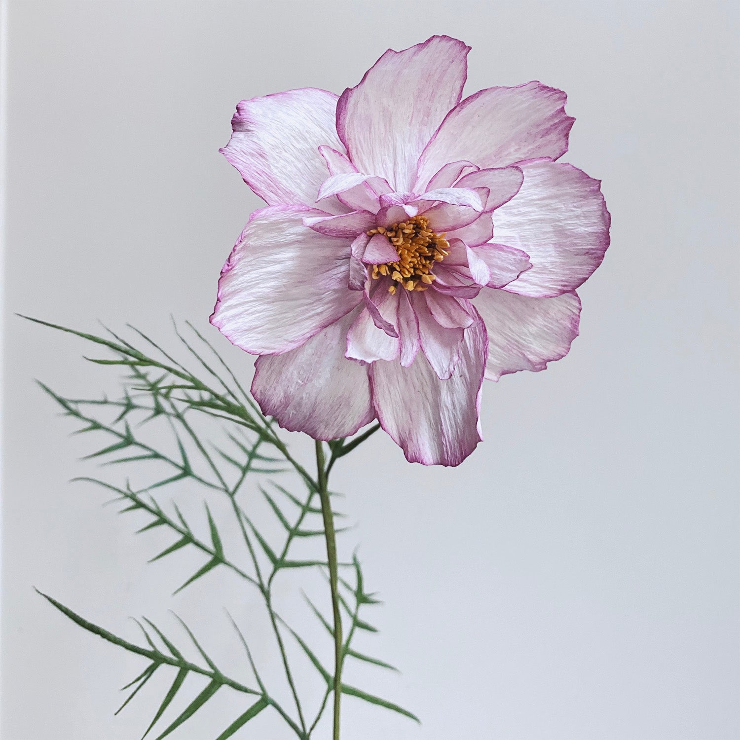 Cosmos Double Take Course – BOUQ Paper Flowers