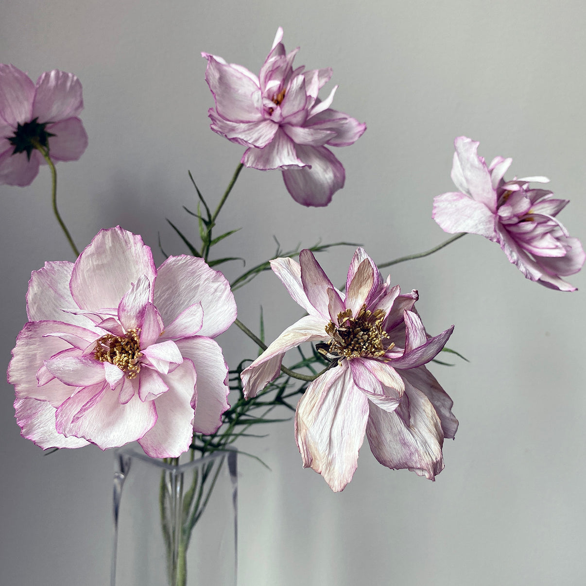 Cosmos Double Take Posy (3 Flowers) – BOUQ Paper Flowers