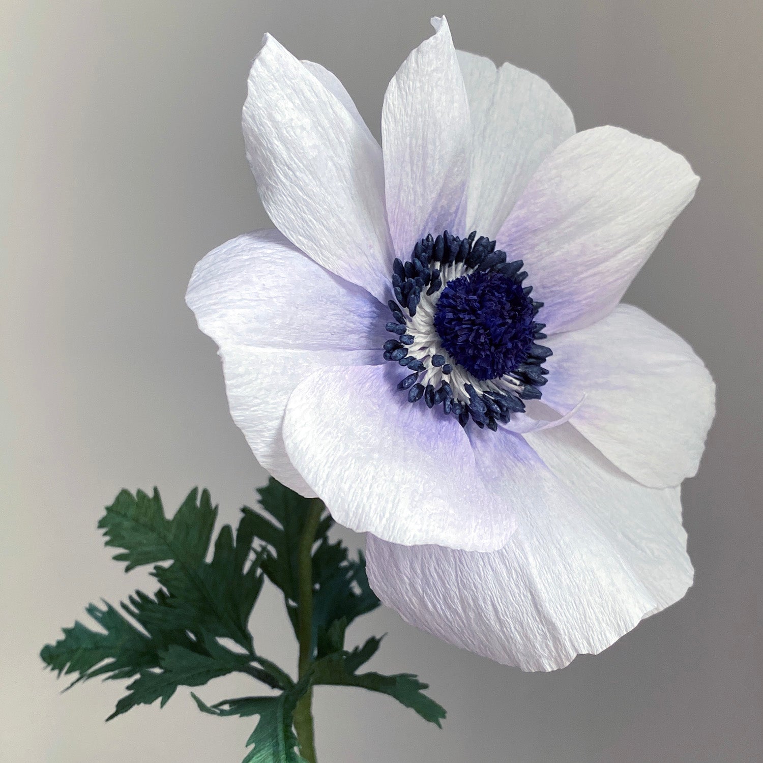 Anemone Giant Animo – BOUQ Paper Flowers