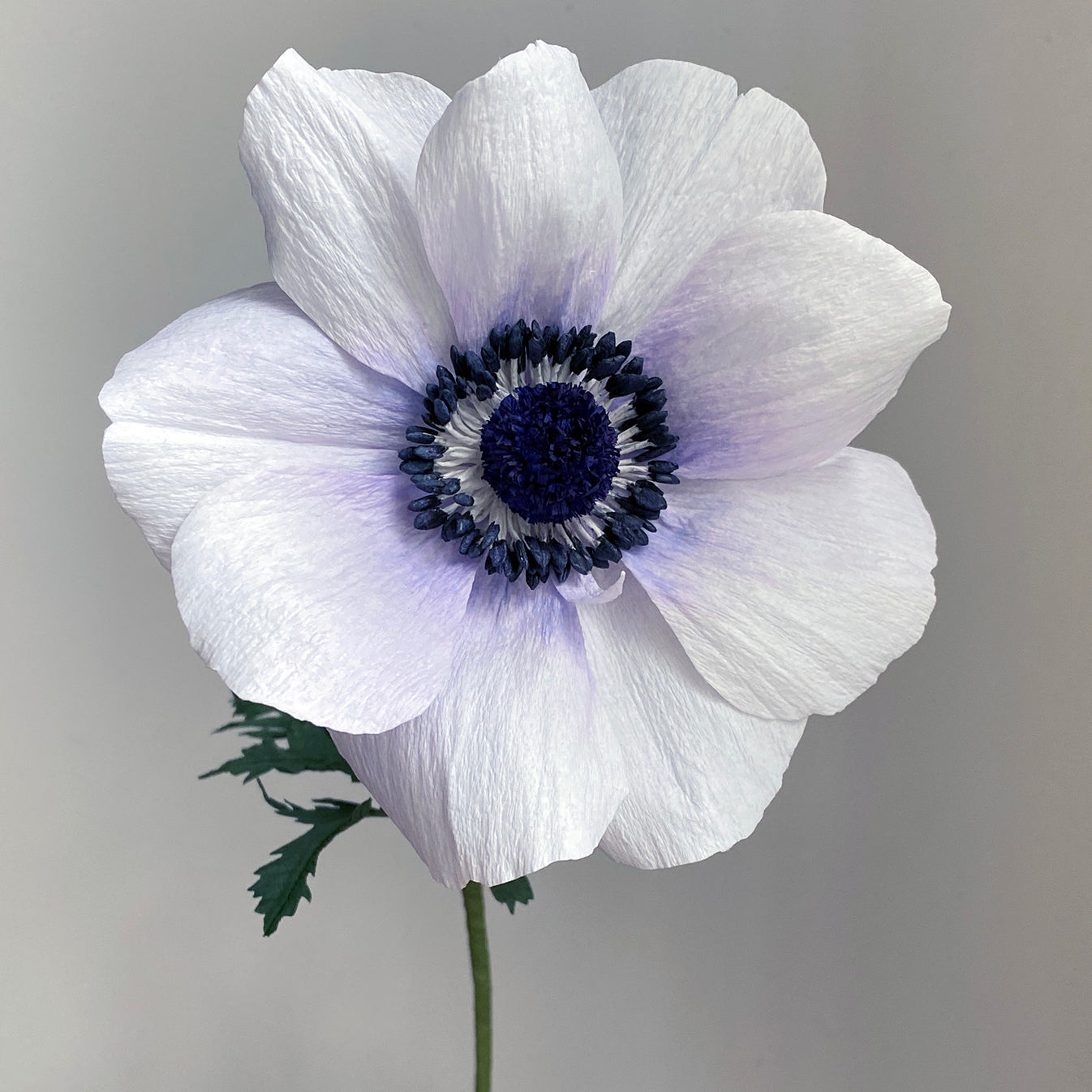 Anemone Giant Animo – BOUQ Paper Flowers