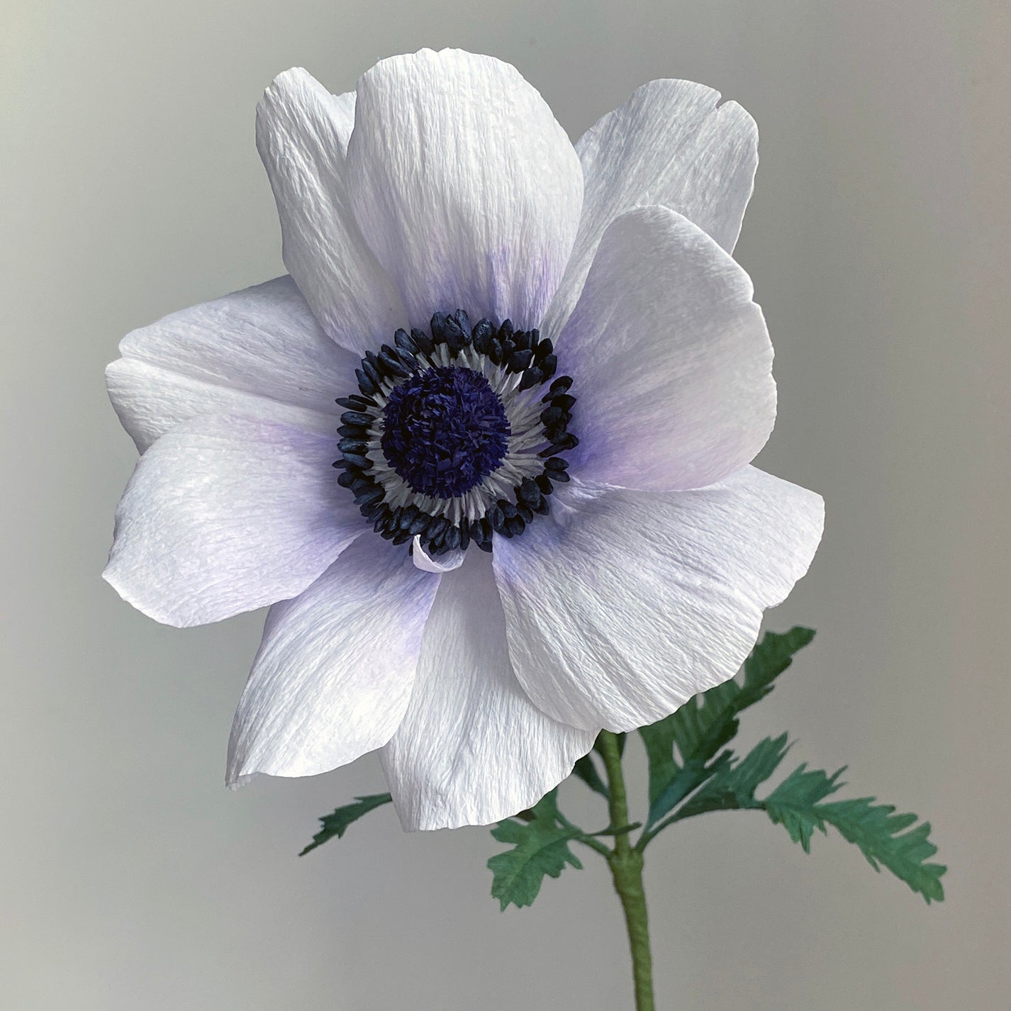 Anemone Giant Animo – BOUQ Paper Flowers