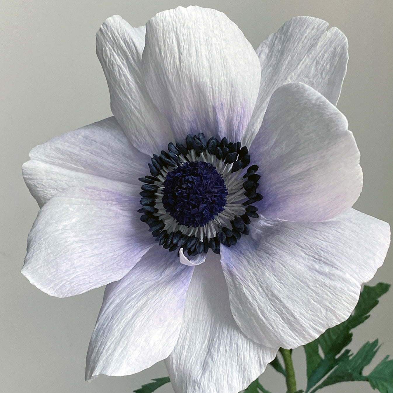 Anemone Giant Animo – BOUQ Paper Flowers