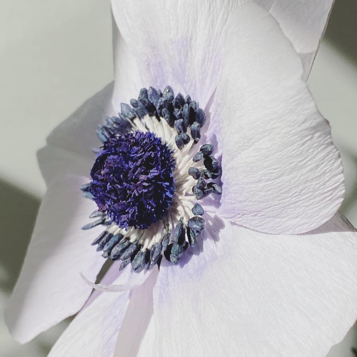 Anemone Giant Animo – BOUQ Paper Flowers